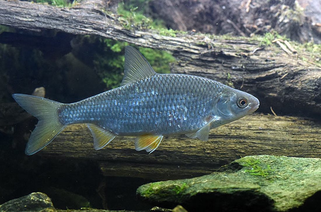 Rutilus rutilus (Linnaeus, 1758)